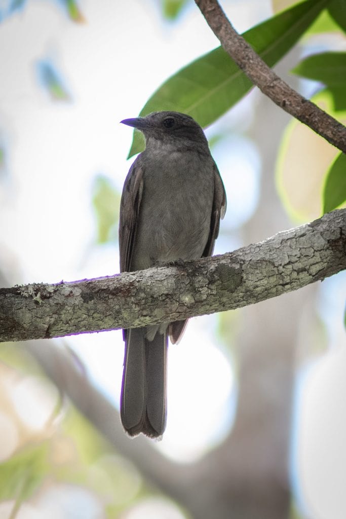 Meet the Loudest Animals of the Rainforest - A-Z Animals