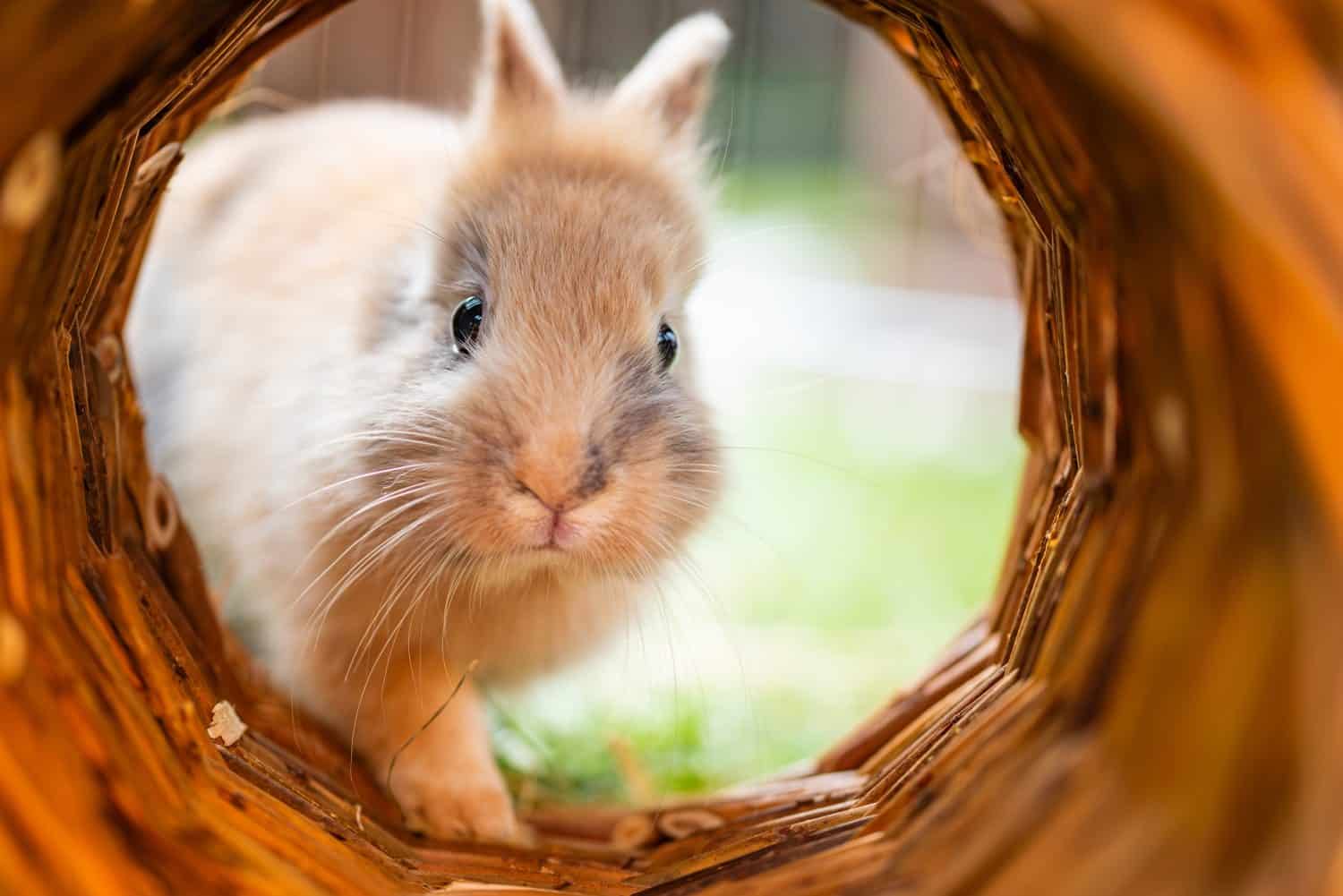 The Science of Rabbit Communication, From Nose Wiggling to Tail Wagging ...