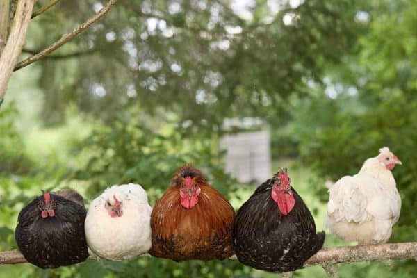 Do Chickens Get Lonely? How to Keep Your Backyard Flock Happy and ...