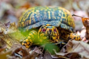 Your Complete Guide to North American Box Turtles - A-Z Animals