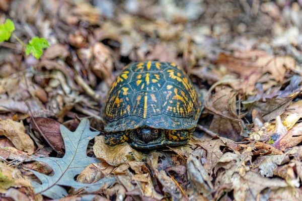 Why Box Turtles Are Prized But Difficult to Keep as Pets - A-Z Animals
