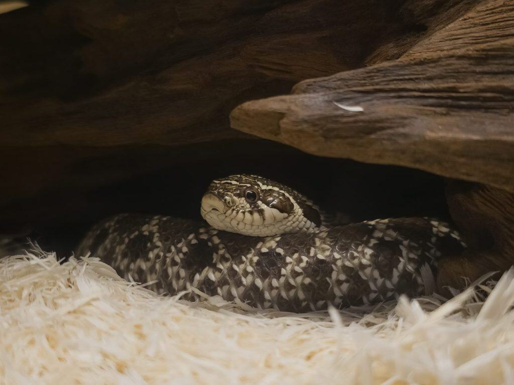 Do Snakes Get Depressed? Watch for These Signs in Your Pet - A-Z Animals