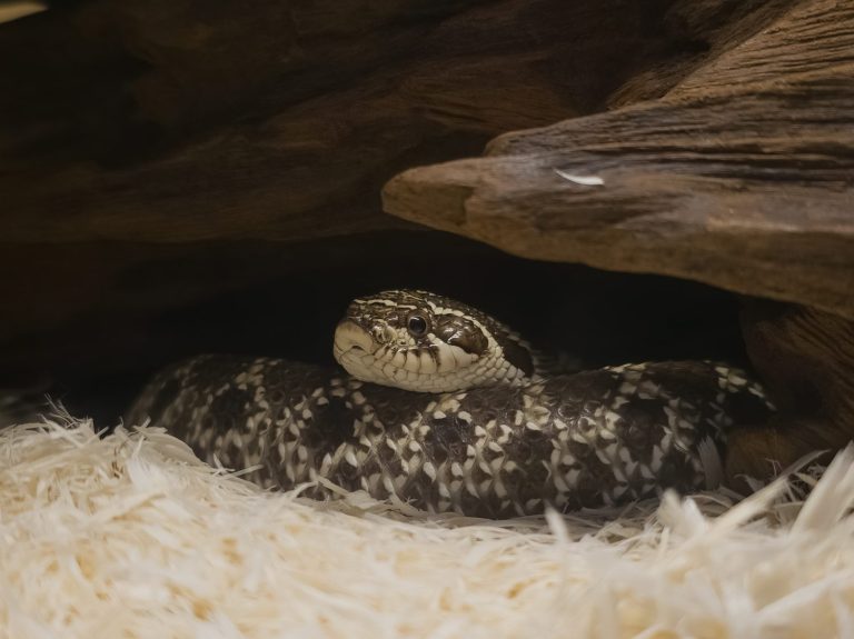 Do Snakes Get Depressed? Watch for These Signs in Your Pet - A-Z Animals