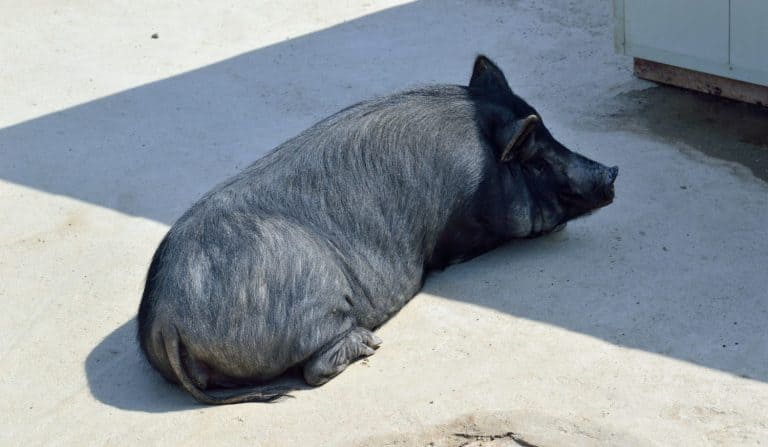4 Warning Signs of Pain in Pigs You Should Not Ignore - A-Z Animals