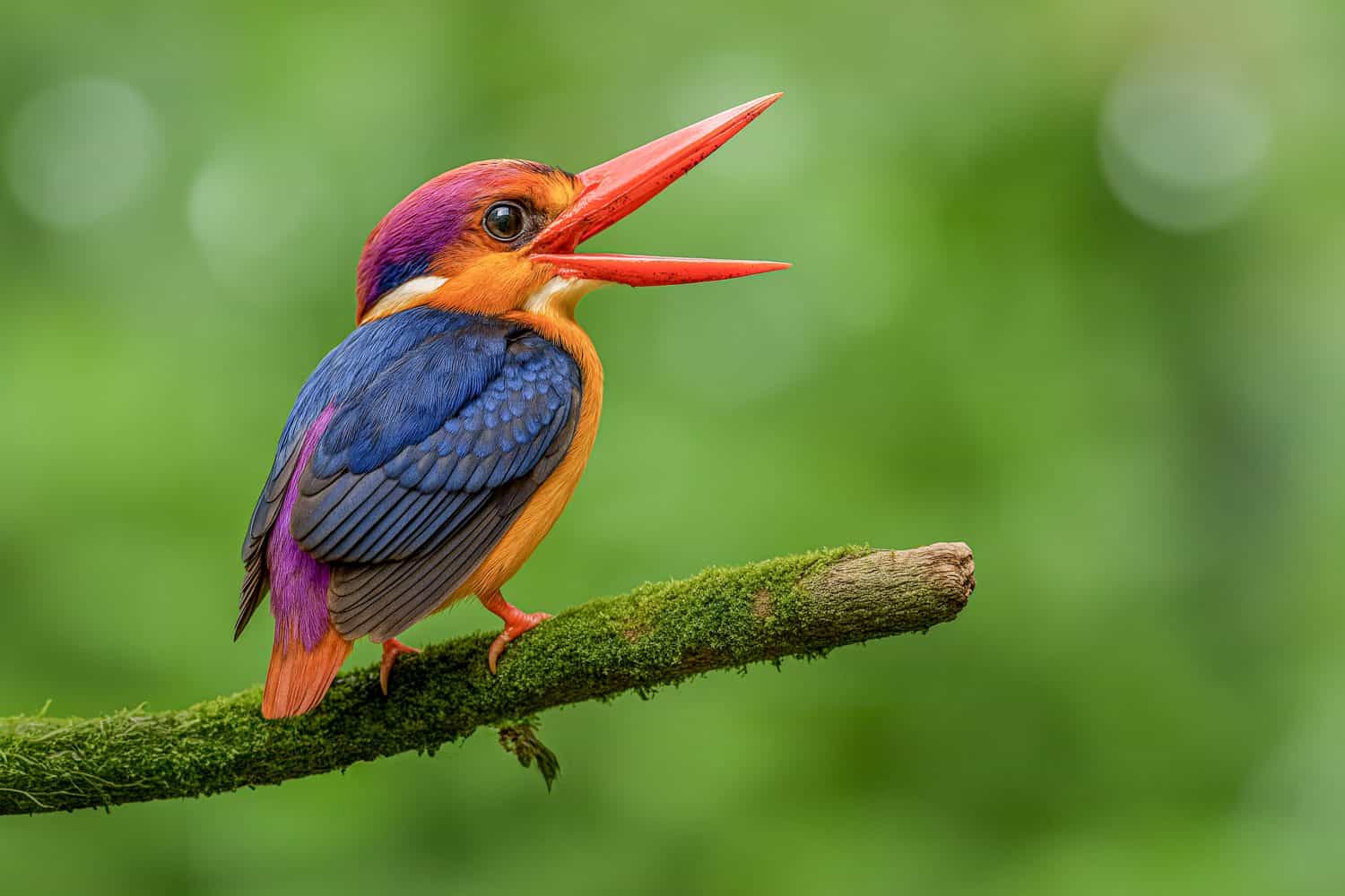 Oriental Dwarf Kingfisher Bird Facts - Ceyx erithaca - A-Z Animals