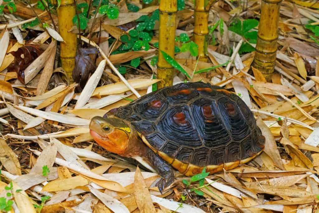 Why Box Turtles Are Prized But Difficult to Keep as Pets - A-Z Animals