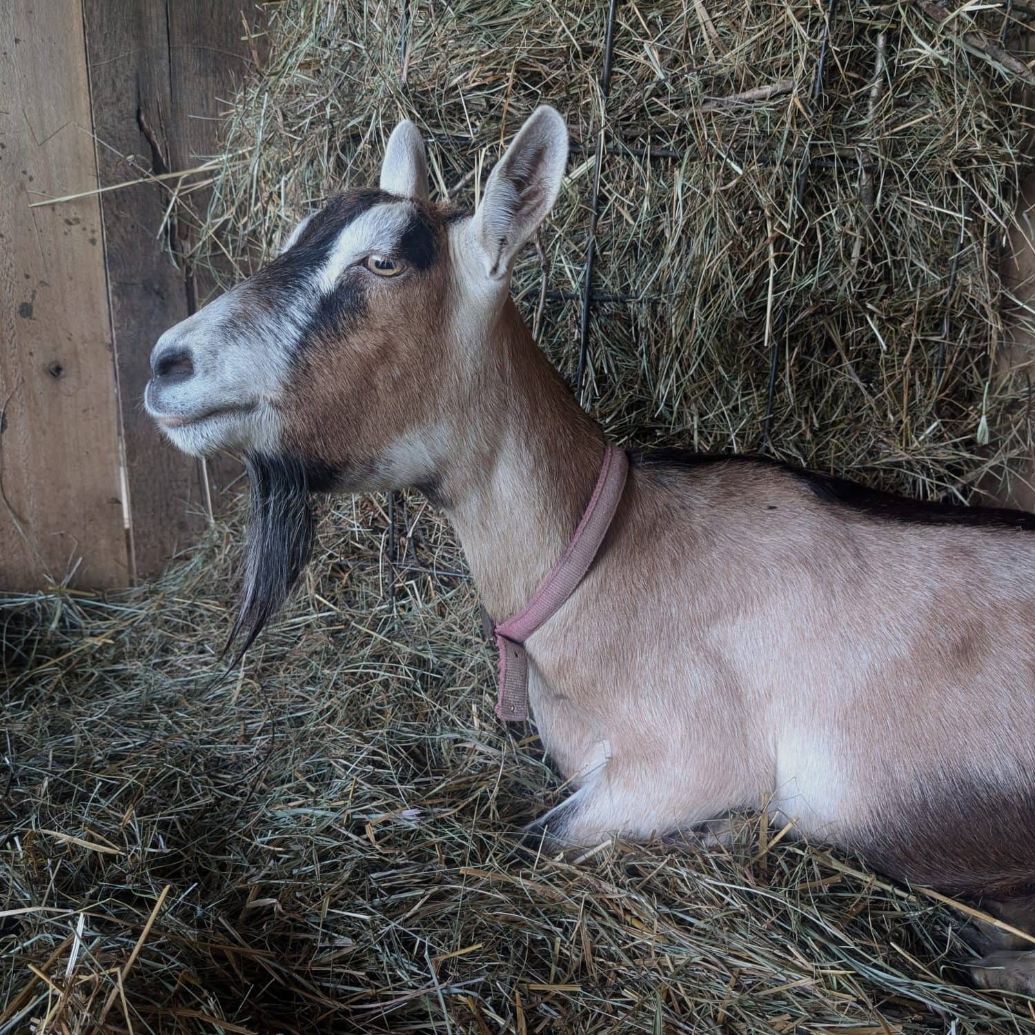 How to Know If Your Goat Is Sick - A-Z Animals