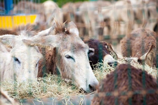 These Are 10 Things That Make Donkeys Happy - A-Z Animals