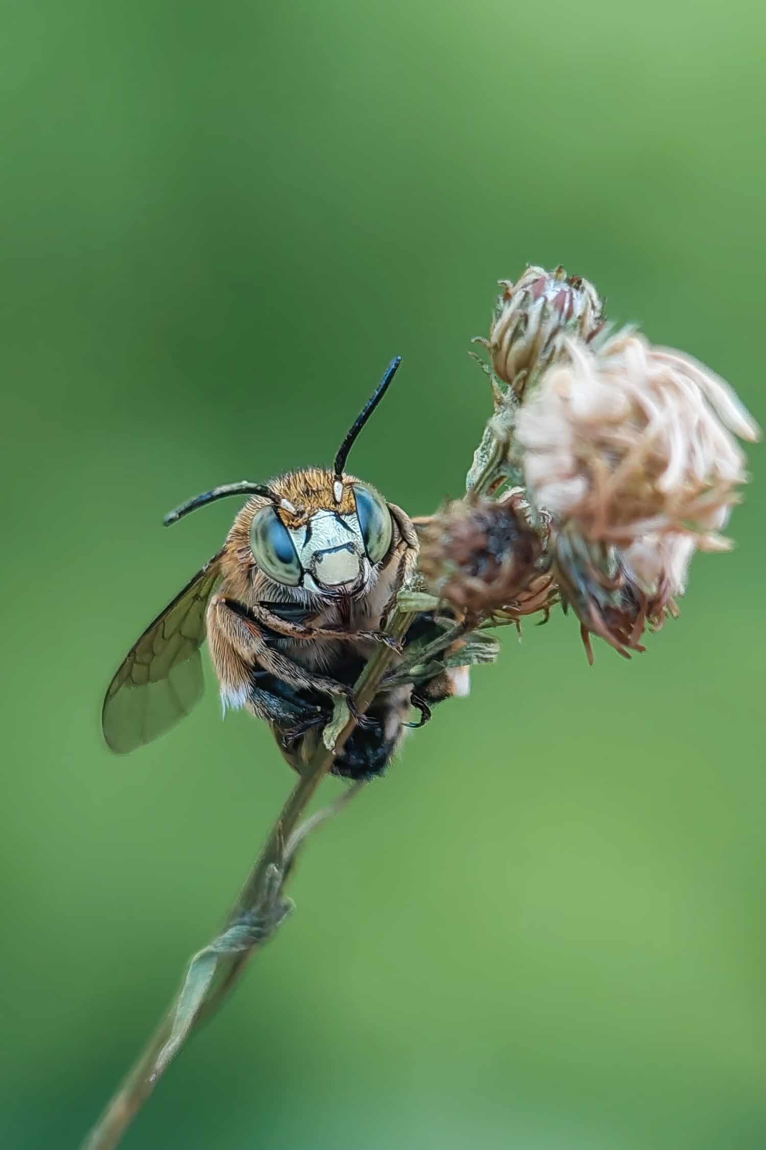Why Do Flying Bees Buzz