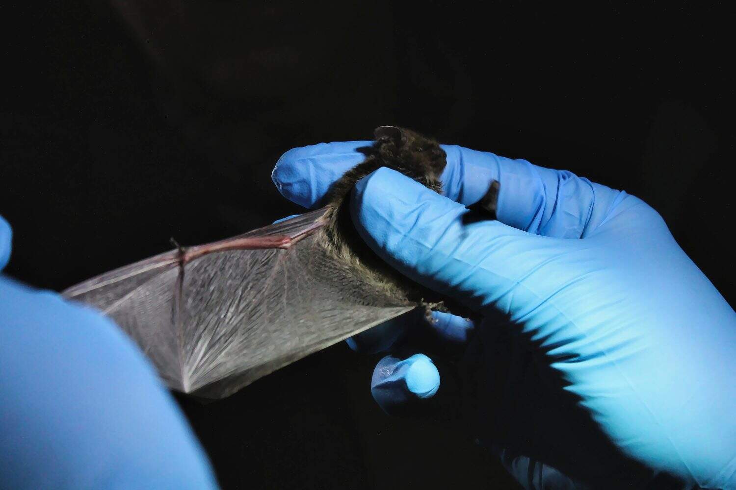 How Fringe-Lipped Bats Stalk Like Lions, and Win - A-Z Animals