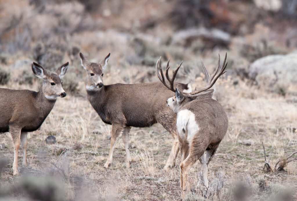 Deer Rut Behavior in California: What to Expect This Season - A-Z Animals