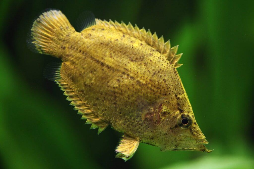 Meet 10 Masters of Camouflage in the Rainforest - A-Z Animals