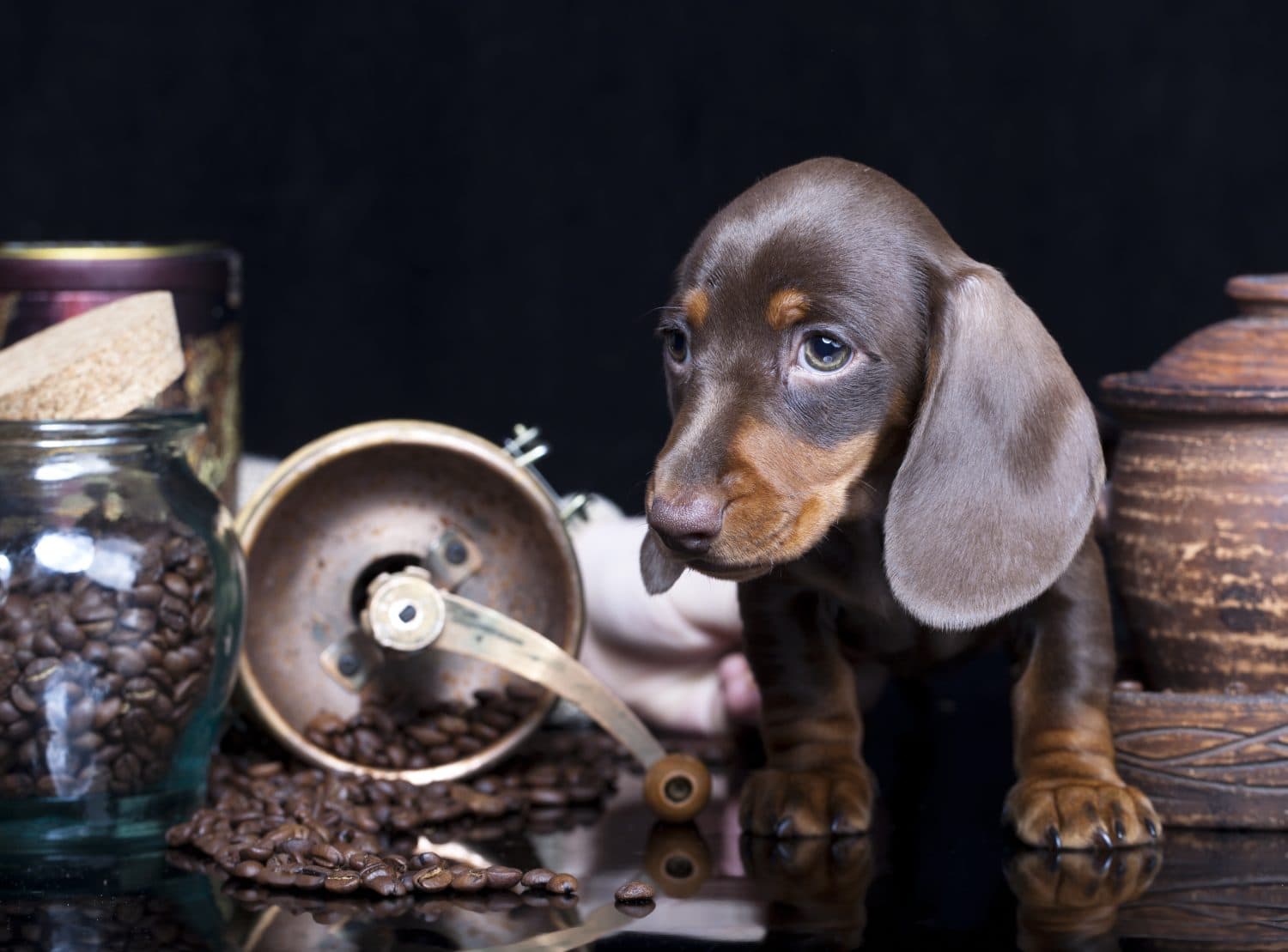 Beans, Beans...Are They Good for Your Dog? - A-Z Animals
