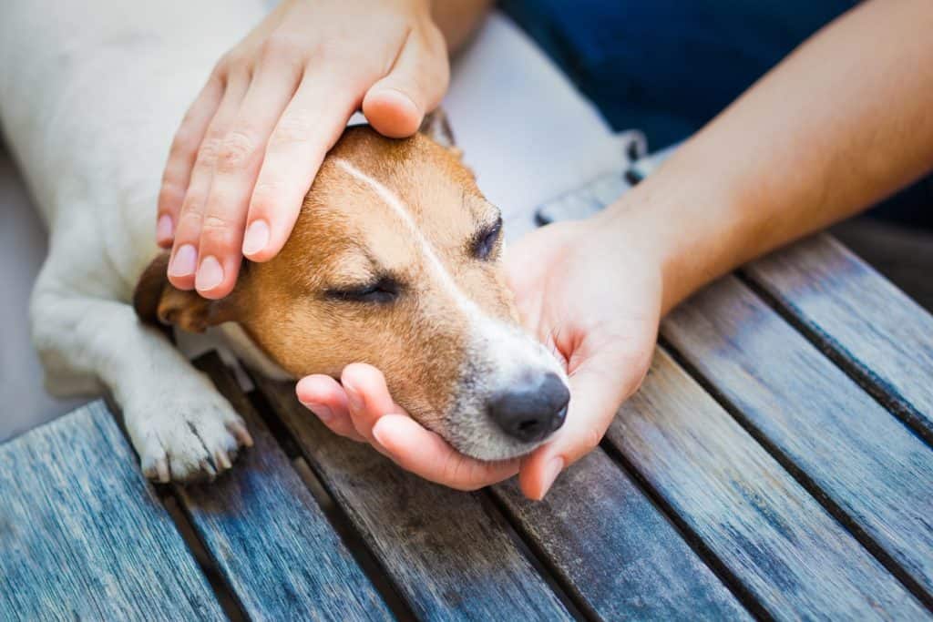 Common Warning Signs Your Dog May Be in Pain - A-Z Animals