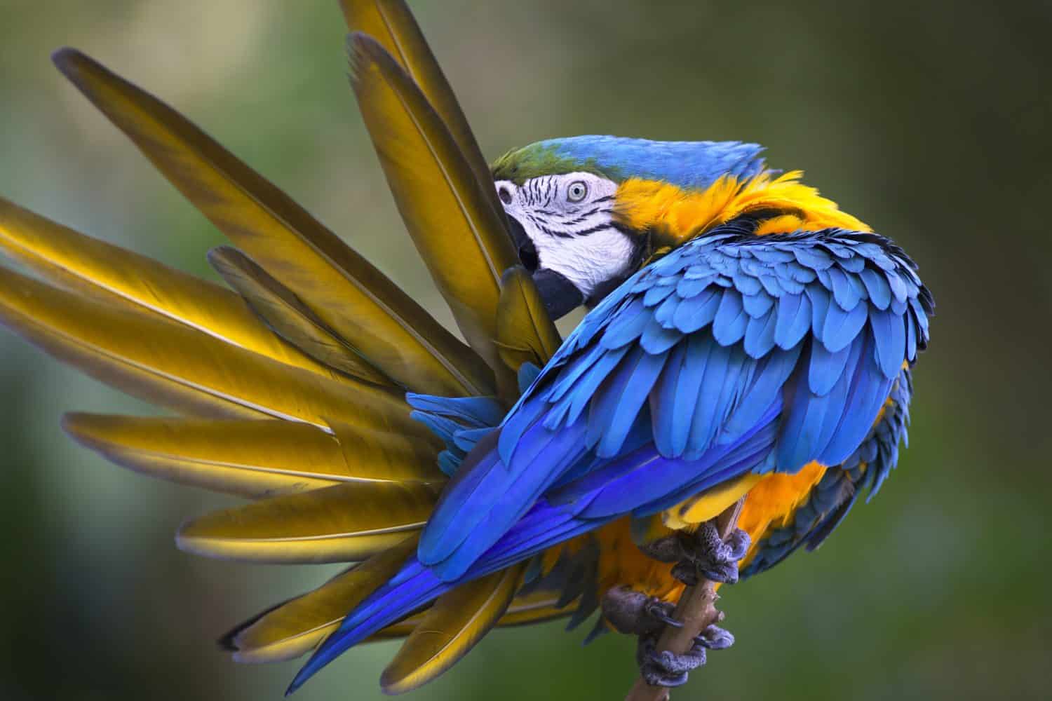 Meet the Most Colorful Rainforest Creatures on Earth - A-Z Animals