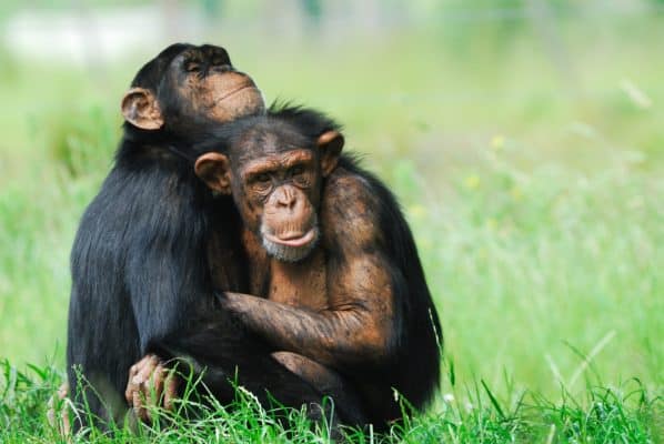 The Key Differences Between Male and Female Chimps - A-Z Animals