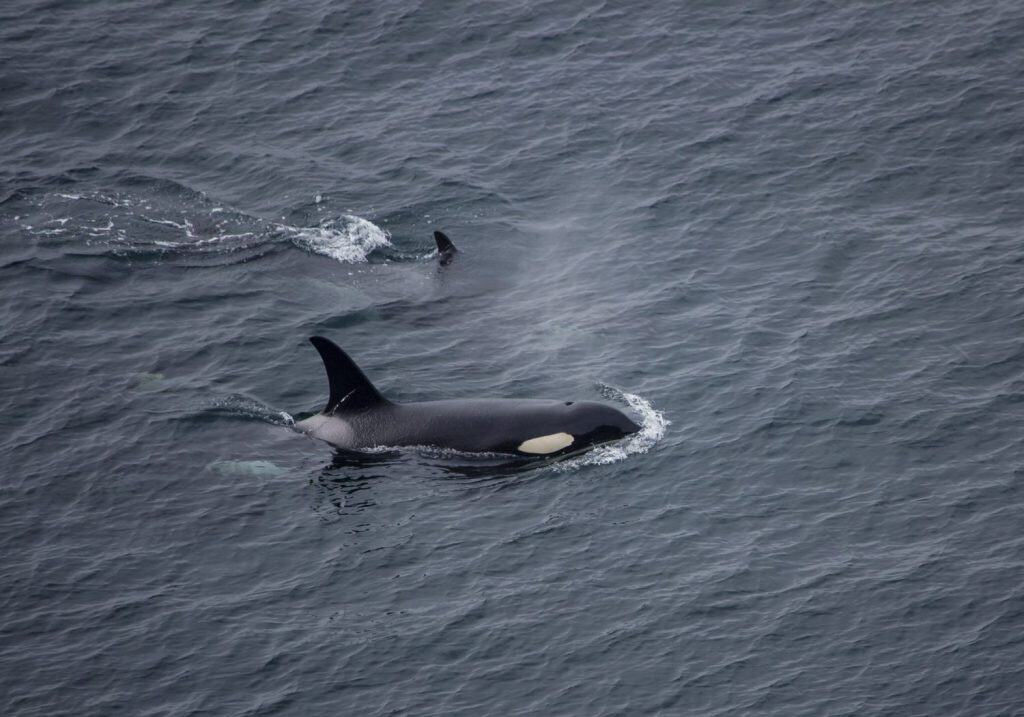 Welcome the Newest Baby Orca Spotted in Puget Sound - A-Z Animals