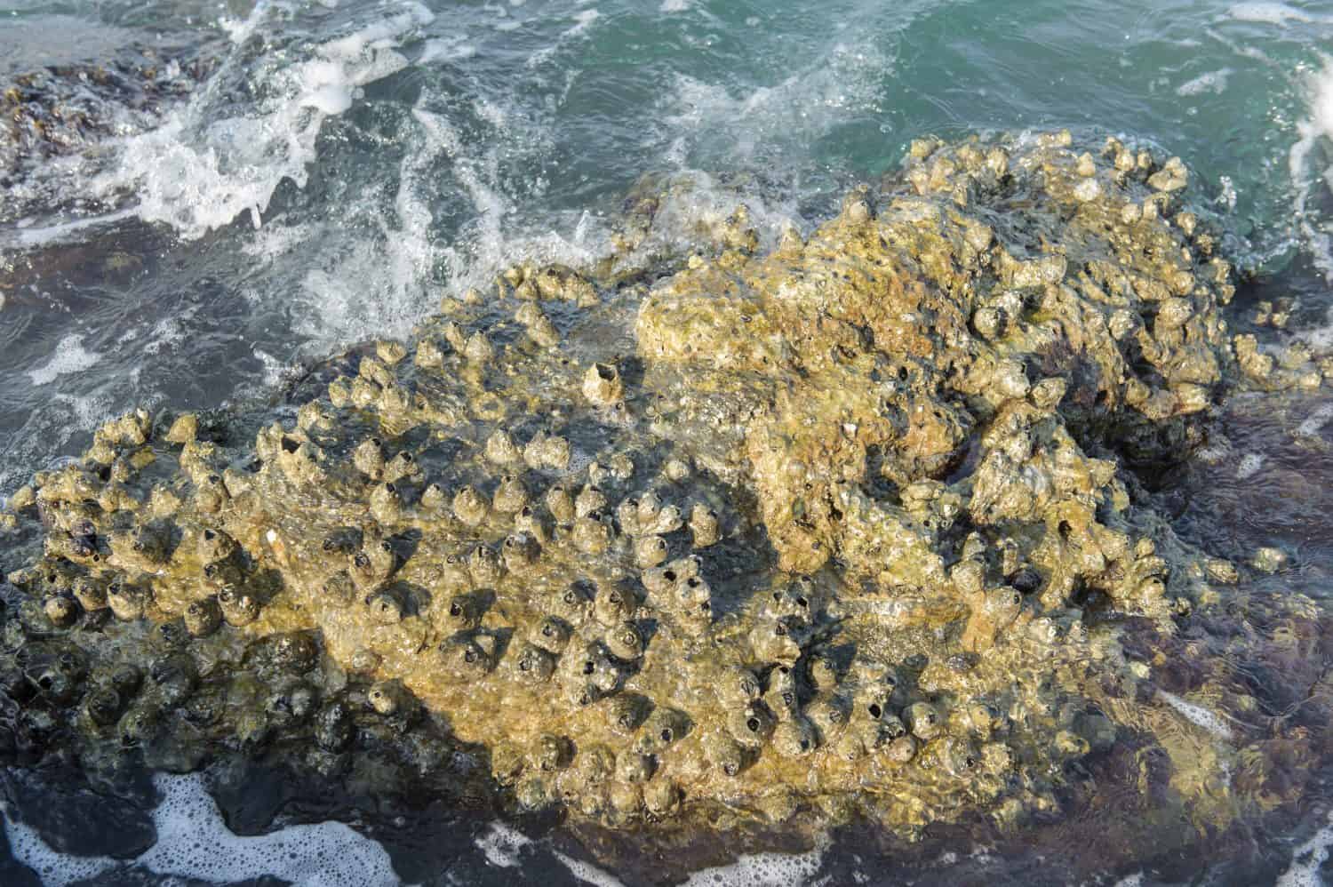 The Biodiversity Benefits of Oysters - A-Z Animals