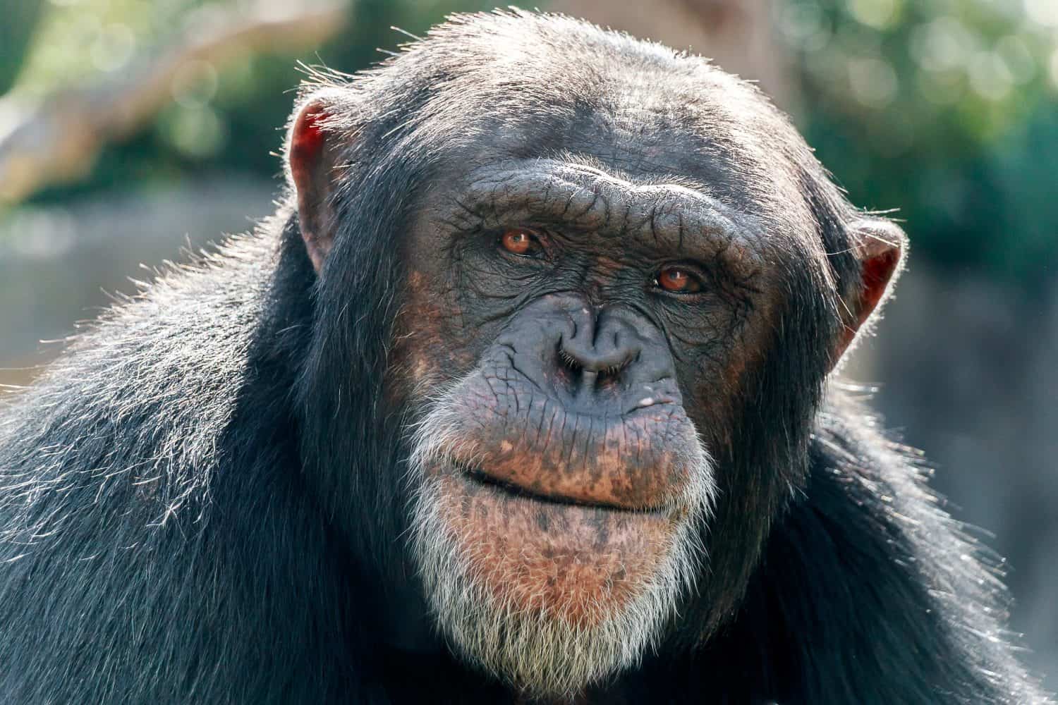 The Key Differences Between Male and Female Chimps - A-Z Animals