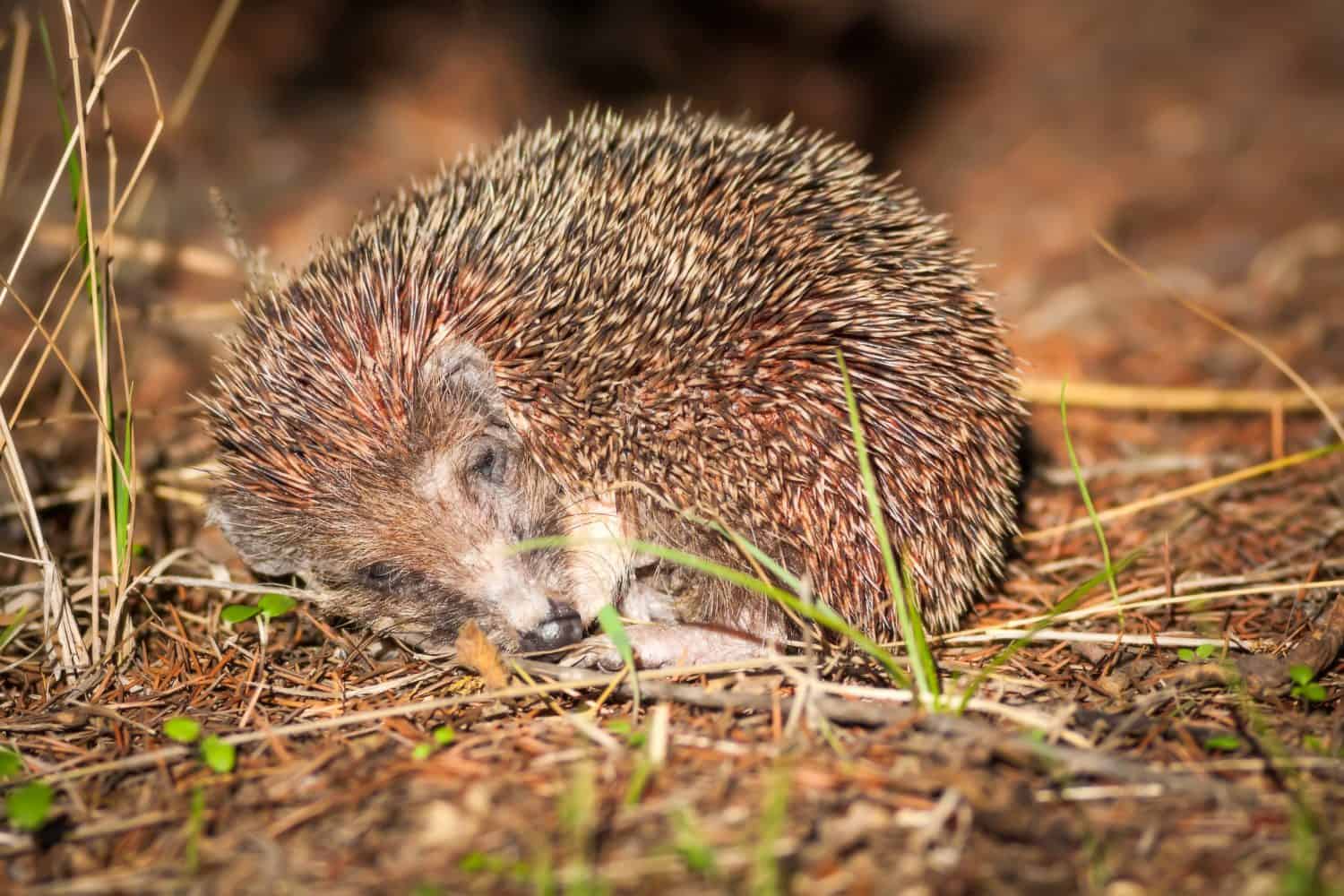 Is Your Hedgehog Unhappy? Here's How to Tell. - A-Z Animals
