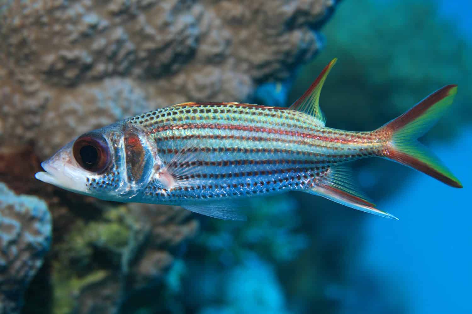 Squirrelfish Animal Facts - Holocentridae - A-Z Animals