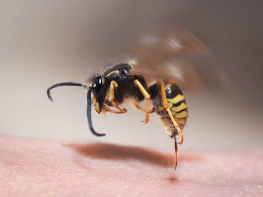8 Animals That Kill More People Than Sharks - A-Z Animals