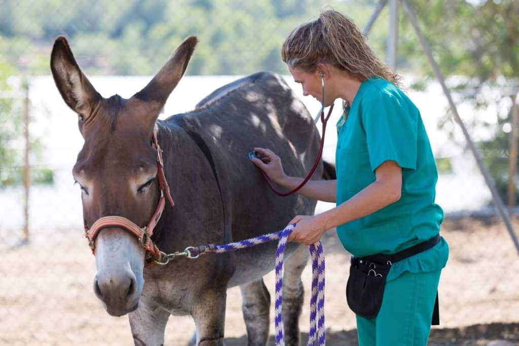 These Are 10 Things That Make Donkeys Happy - A-Z Animals