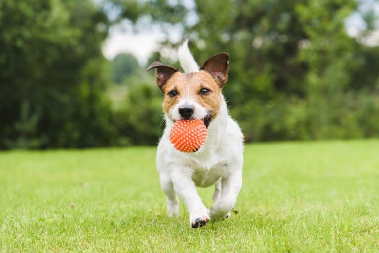 The Mental and Physical Benefits of Playing Fetch With Your Dog - A-Z ...