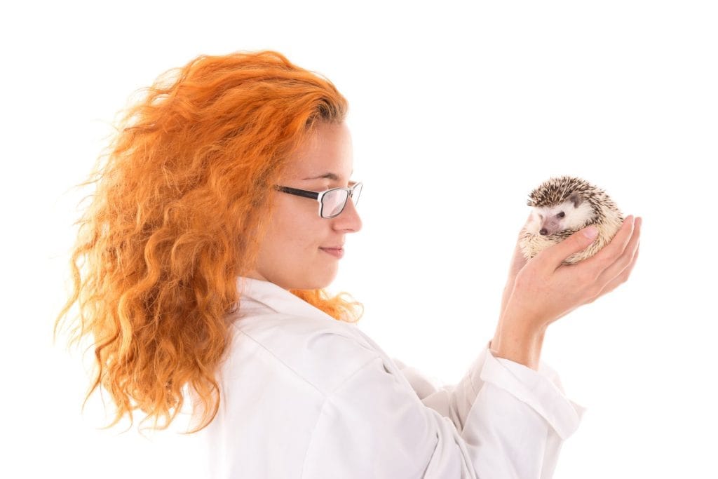 Is Your Hedgehog Unhappy? Here's How to Tell. - A-Z Animals