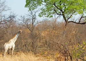 See How Different White Giraffes Look Compared to Their Spotted ...