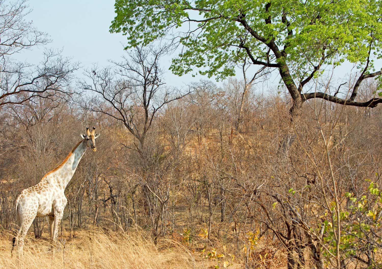 See How Different White Giraffes Look Compared to Their Spotted ...