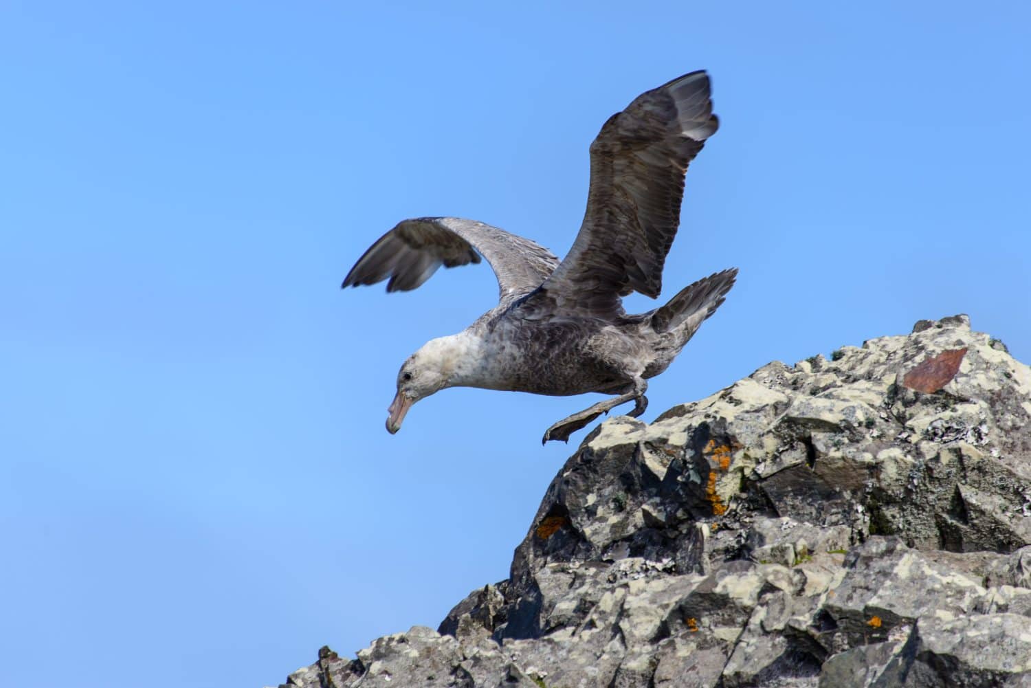 Two Giant Petrels Fight Fiercely for Food - A-Z Animals