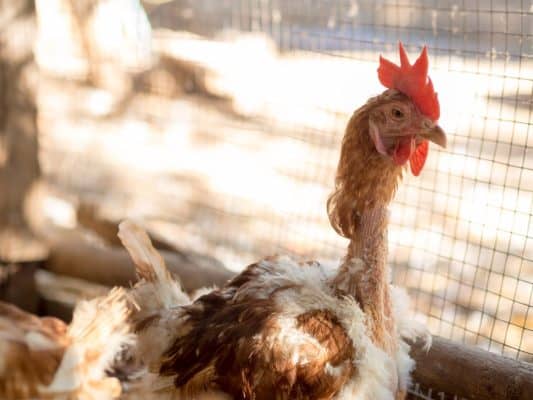 Why Chickens Sing Egg Songs and Other Quirky Bird Behaviors - A-Z Animals
