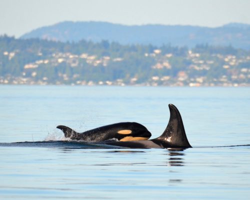 Welcome the Newest Baby Orca Spotted in Puget Sound - A-Z Animals