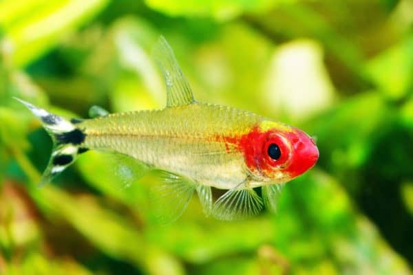 Tetra Animal Facts - Characidae - A-Z Animals