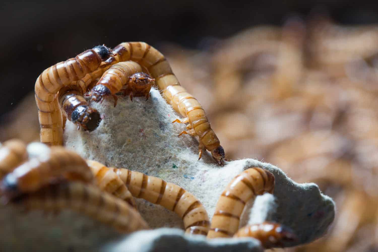 What's Killing These Superworms? - A-Z Animals