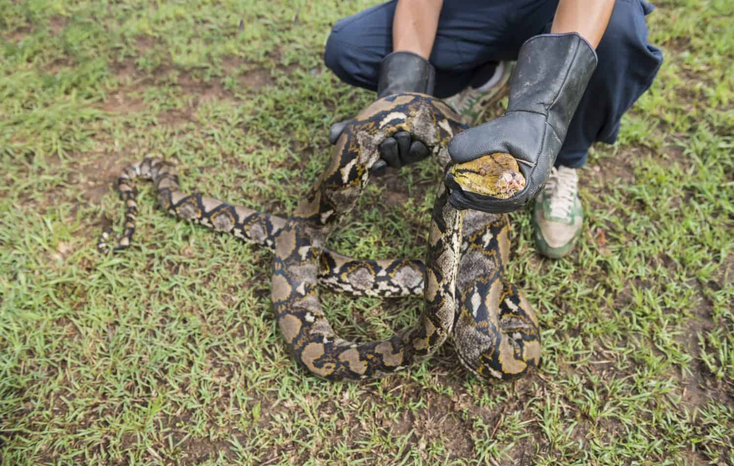 Florida Deploys Robot Rabbits to Kill Invasive Burmese Pythons - A-Z ...