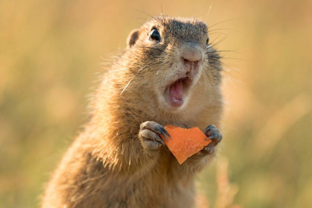 Meet the Species Discovered in 2025 - A-Z Animals