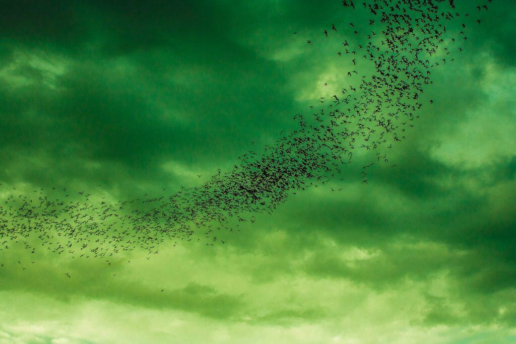 Why 20 Million Bats Are Swarming This Texas Cave - A-Z Animals