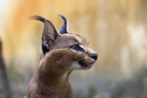 Meet the Caracal, the Wild Cat with Amazing Ears - A-Z Animals