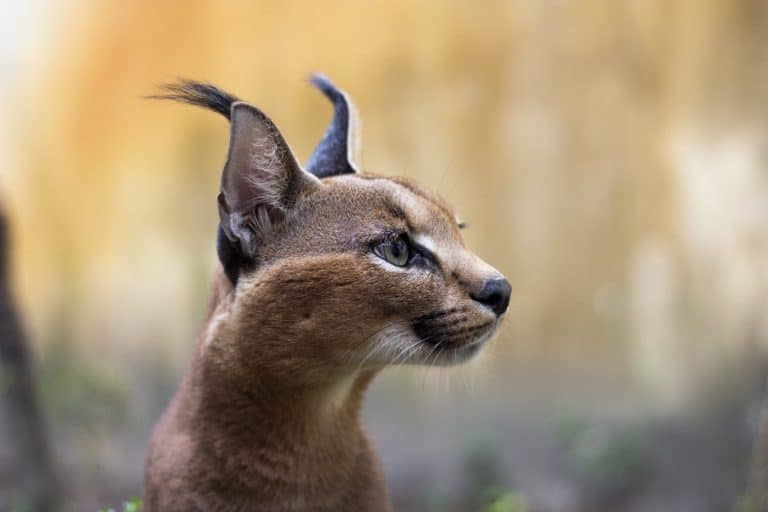 Meet the Caracal, the Wild Cat with Amazing Ears - A-Z Animals