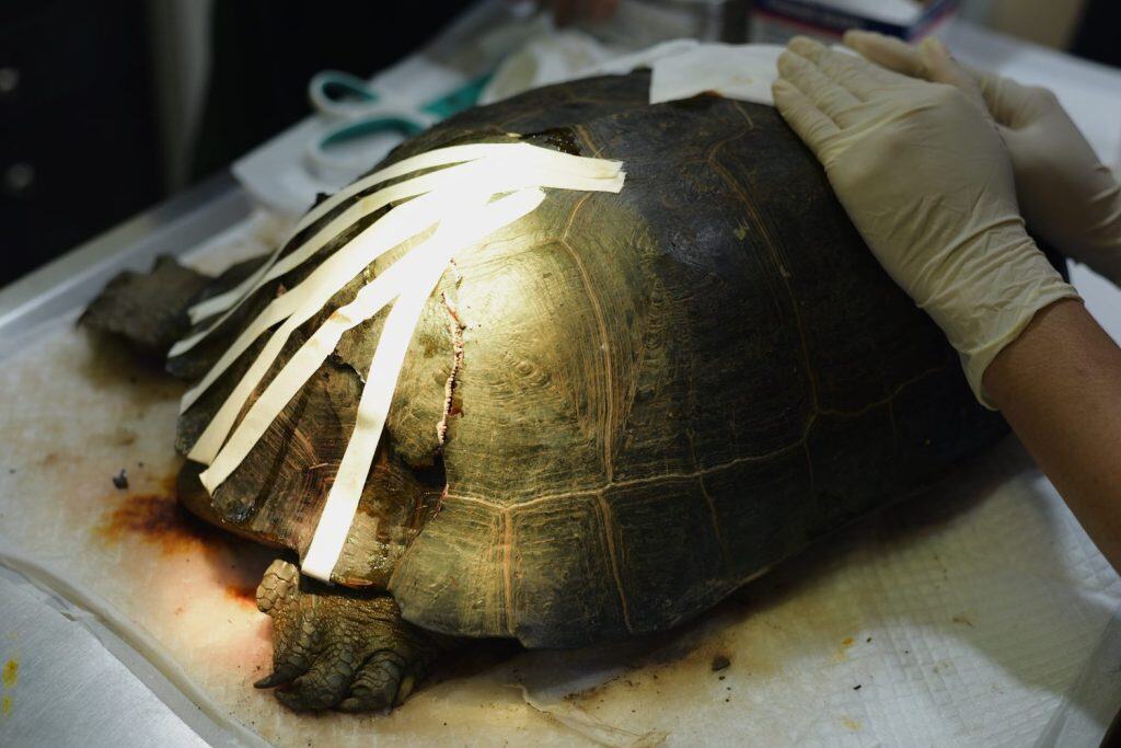 4 Easy Ways to Know Your Pet Turtle Is Sick - A-Z Animals