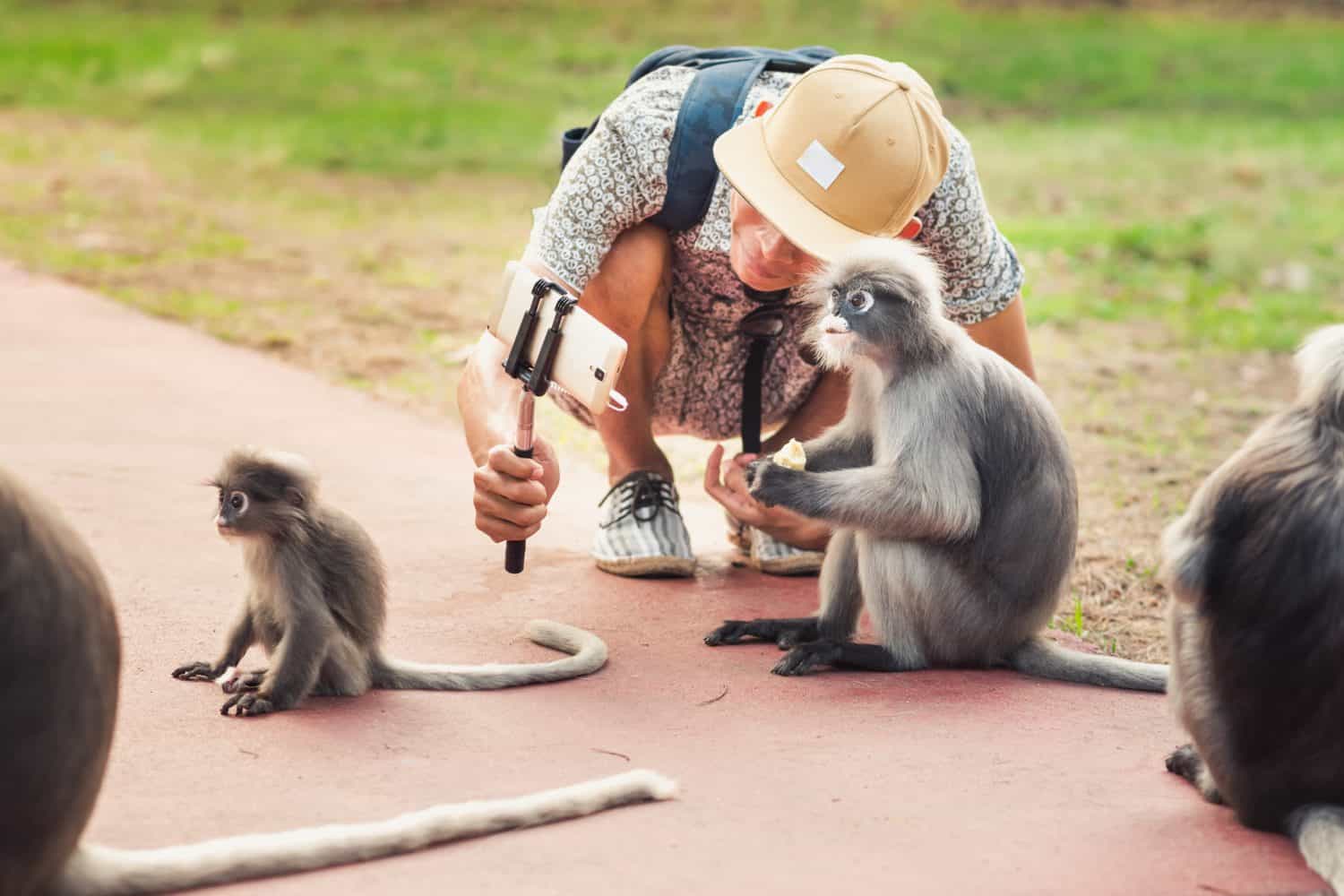 When You Give a Monkey a Passport - A-Z Animals