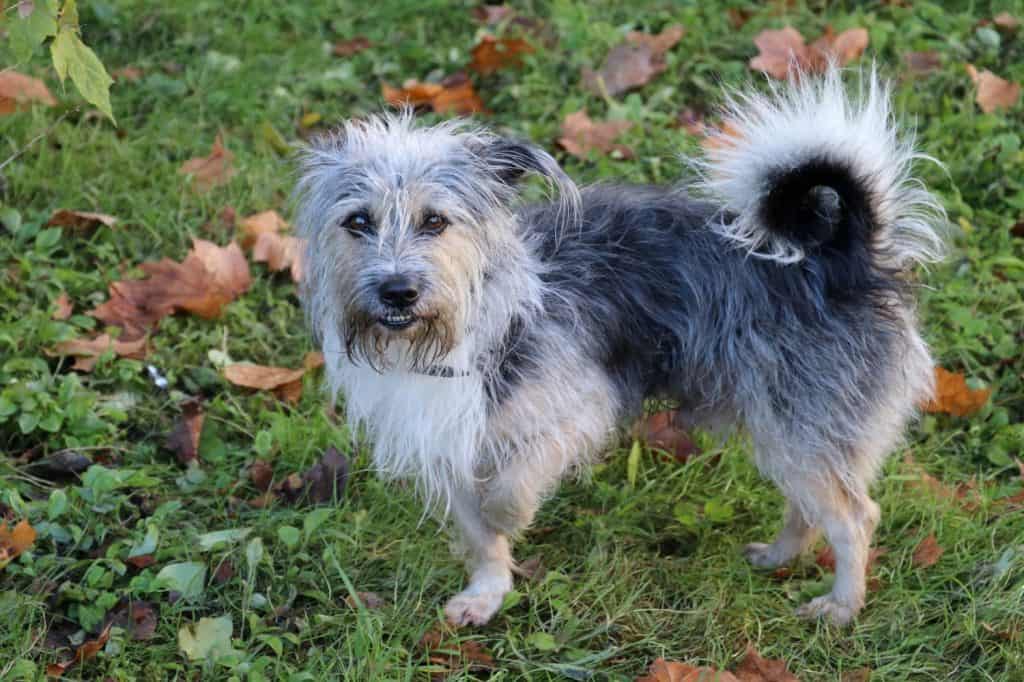 Common Warning Signs Your Dog May Be in Pain - A-Z Animals