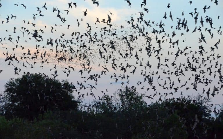 This Texas Cave Has Been Home to Bats for More Than 10,000 Years - A-Z ...