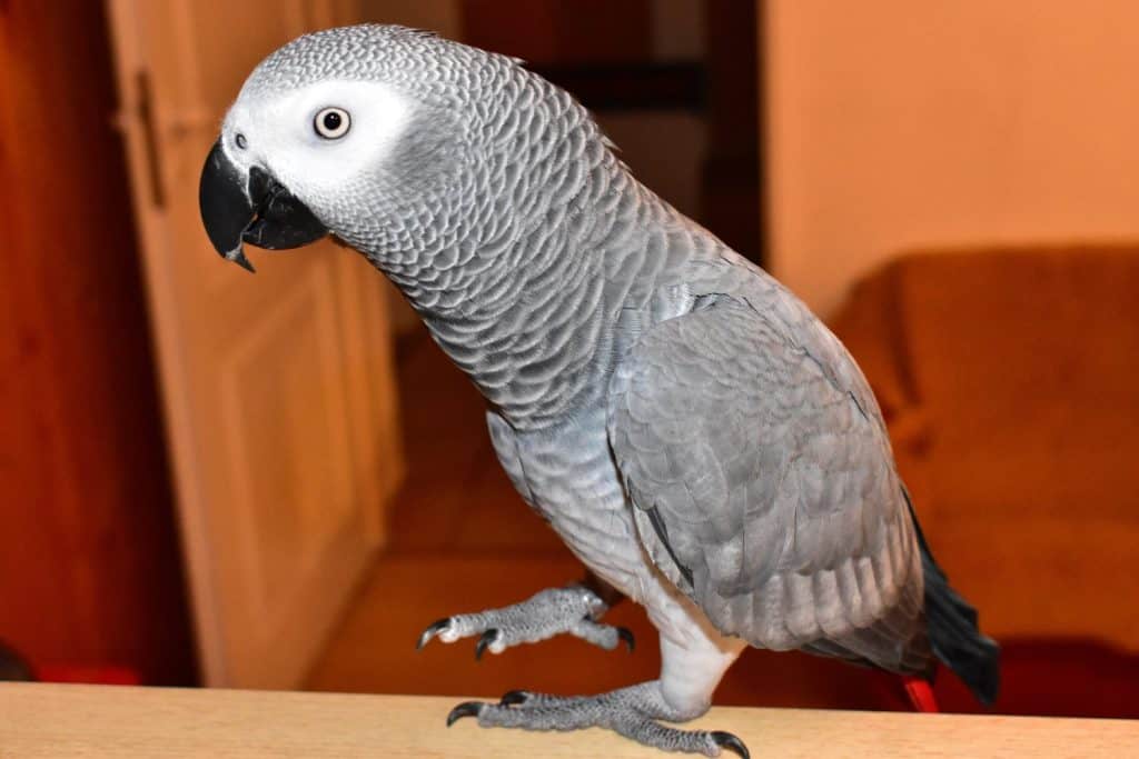 6 Signs Your Parrot May Be Stressed Out - A-Z Animals