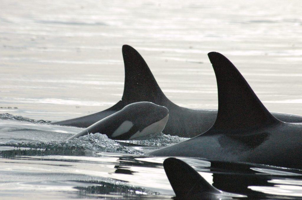 Welcome the Newest Baby Orca Spotted in Puget Sound - A-Z Animals