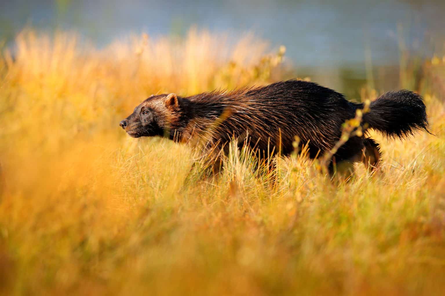The States with the Most Wolverines in the USA - A-Z Animals