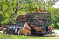 Why Do Animals Age at Different Rates? The Science Behind Lifespan ...