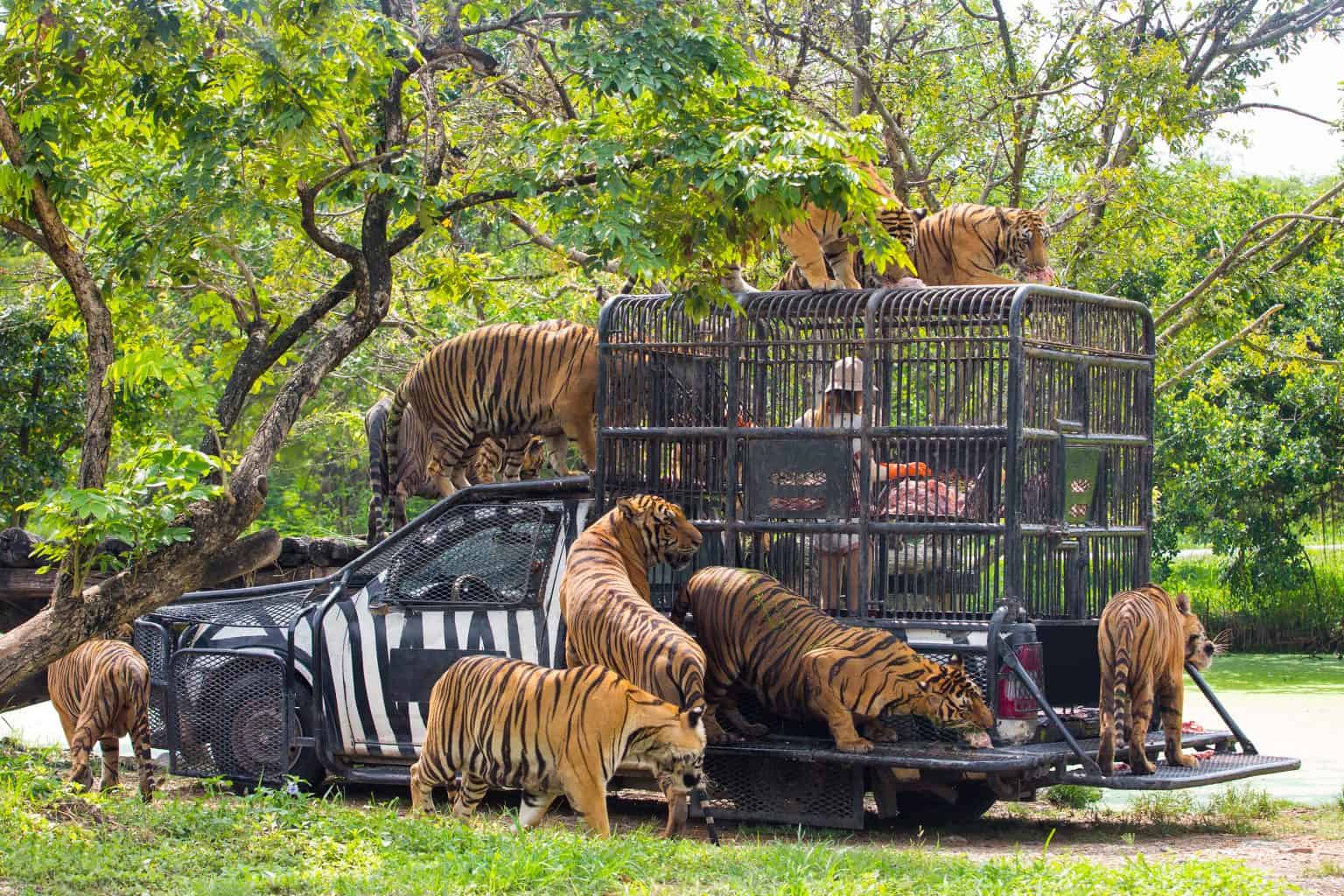 Why Do Animals Age at Different Rates? The Science Behind Lifespan ...